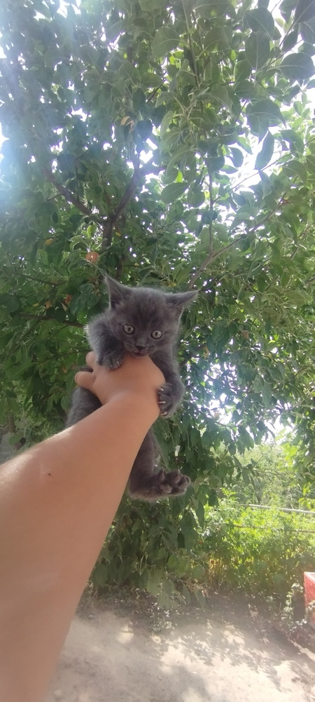 Кошки чиста кровные Scottish fold и stray