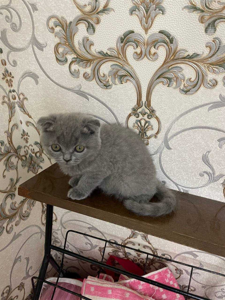 Продается котята шиншилла