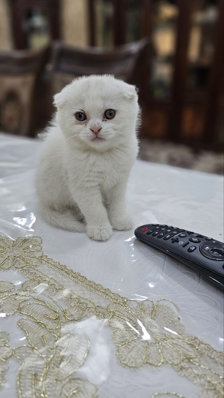 Toza zotlik mushukchalarimiz srochna sotilad