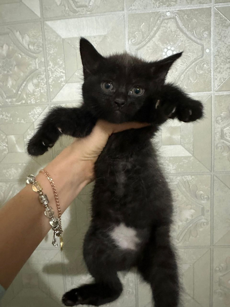 Отдаются котята в добрые руки
