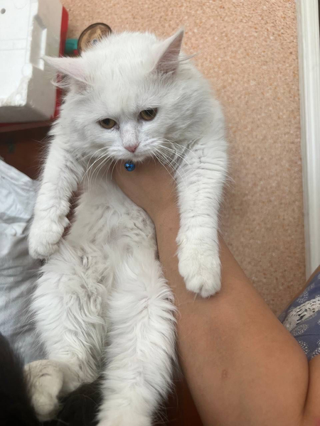 Бесплатно котята в добрые ручки
