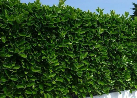 Эоунимус японский  бенкомасаки l Euonymus japonicus benkomasaki