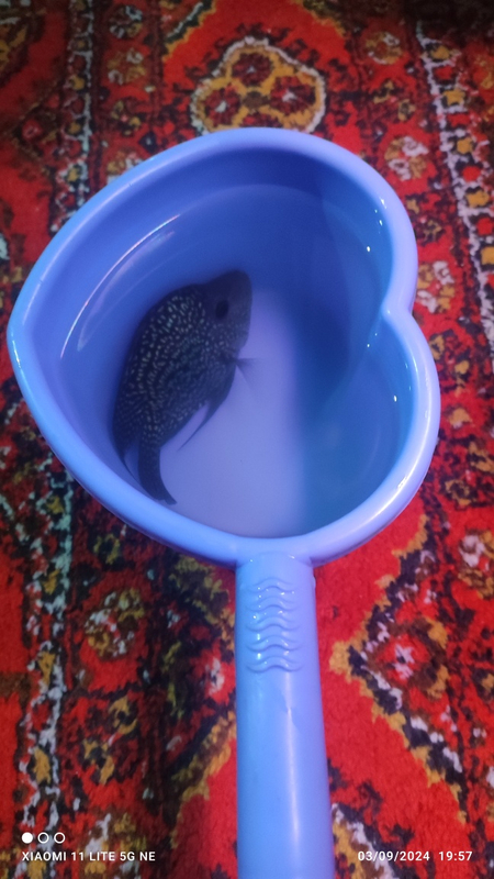 Baliqlar sotiladi sogʻlom