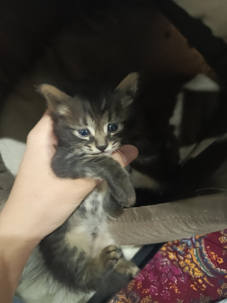 Котята  голубо глазые