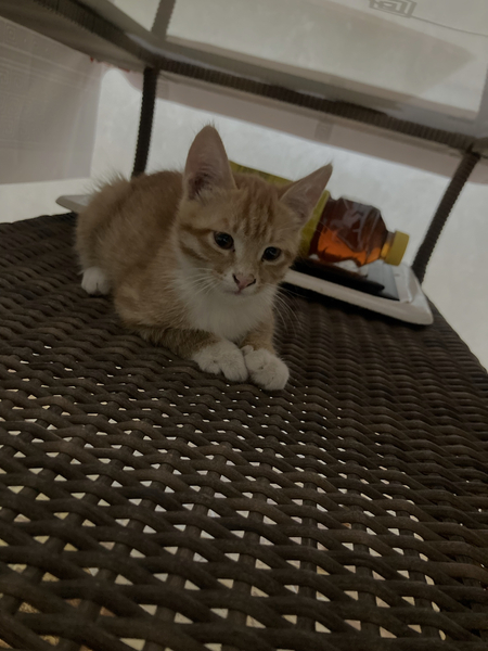 Отдам Даром котят