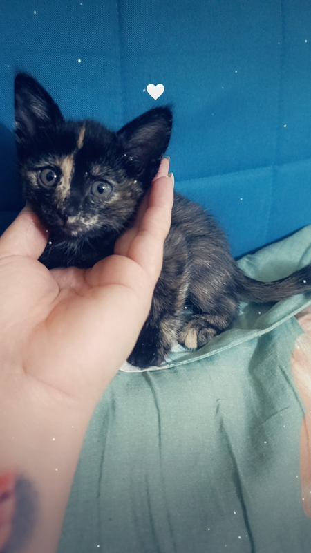 Отдам даром котят