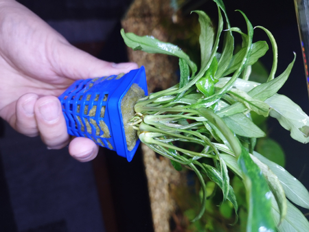 Anubias minima varegated (malinki sredni sort)