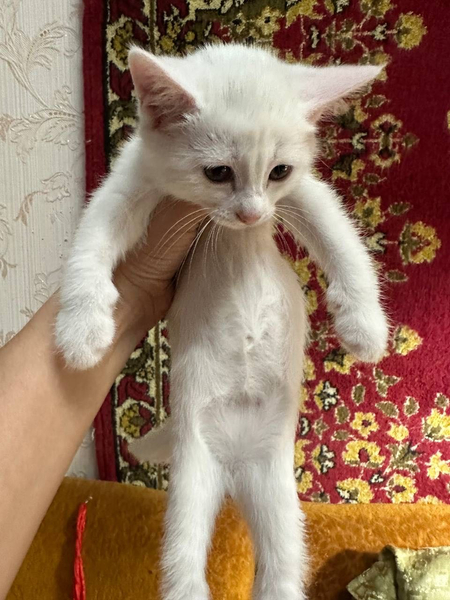 Бесплатно в хорошие руки котята