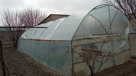 Issiq xona парник