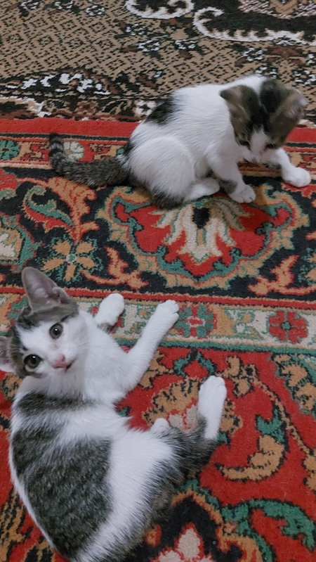 Отдам домашний котят бесплатно даром