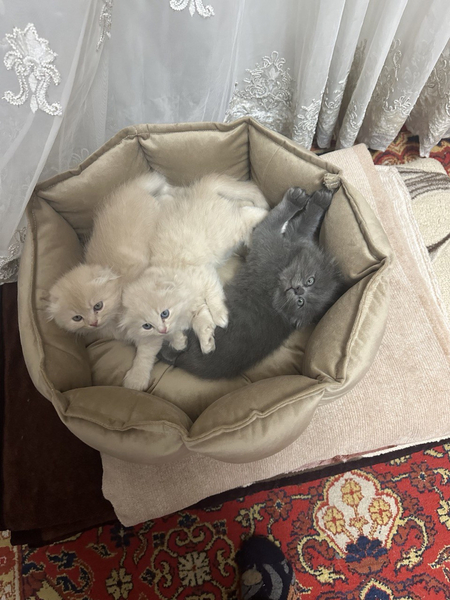Котята скоттиш фолд и скоттиш страйт