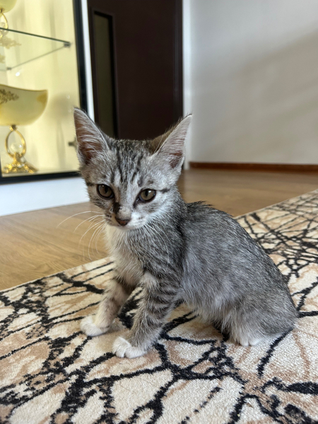 Котенок в ответственные руки