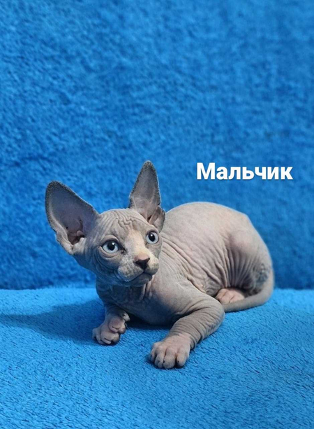 Канадский сфинкс котята
