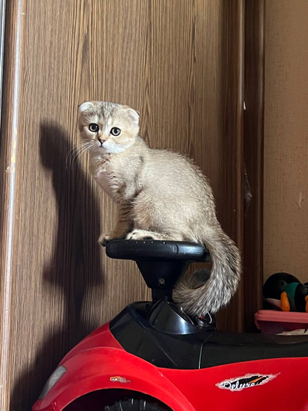 Продаются котята