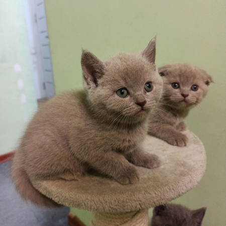 Скотиш фолд и стайт