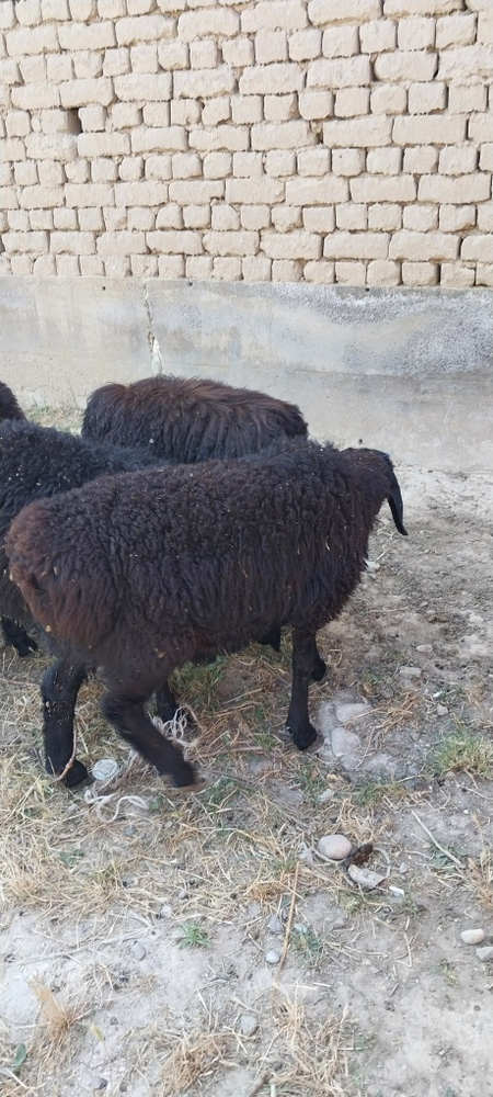 Qurbonliq qoyila