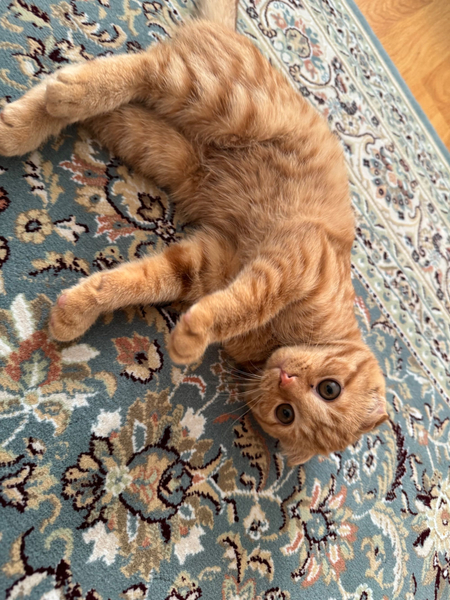 Шотландский Вислоухий кот - Scottish Fold pishiq