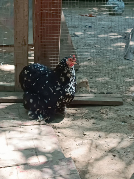 Карлик кохинхин.