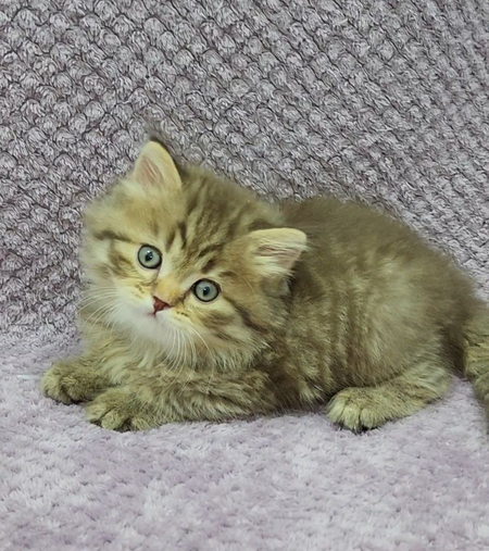 Котёнок шиншиллы шоколадный