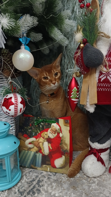 Кот Абиссинец. Возраст 1 год