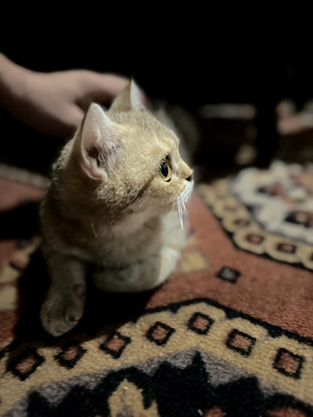 Скоттиш фолд золотая  шиншилла