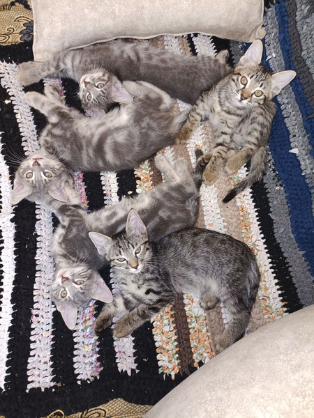 Котята в добрые руки
