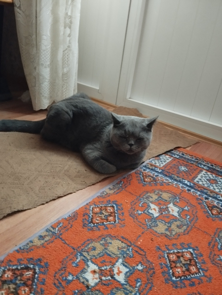 Котик Виязкага эркак