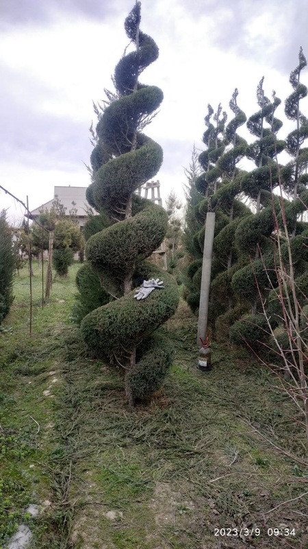 Archalar sotiladi