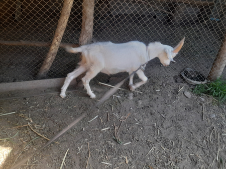 Echik onabola bos taka