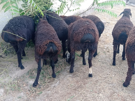Qoʻchqorlar keldi