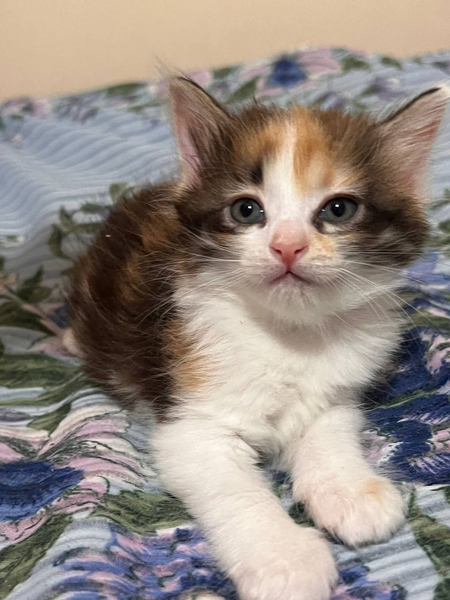 Котята 2 месяца в добрые руки