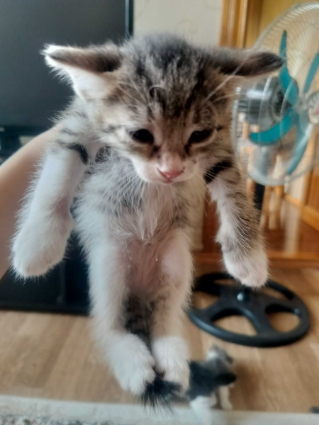 Котята в хорошие руки