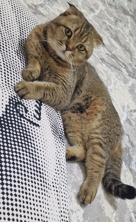 Кошка скоттиш фолдь за 300$ 1 годик