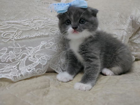 Продаются котята