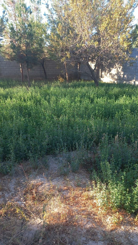 Hovli hujjatlari bilan