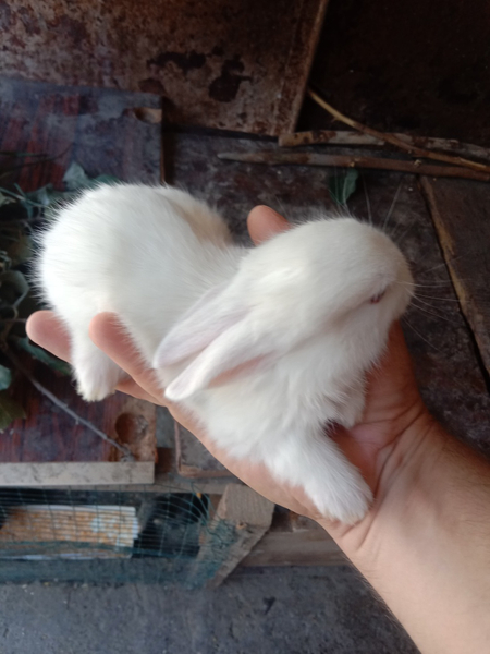 Продам молодых крольчат ручные здоровые прививки зделаны!