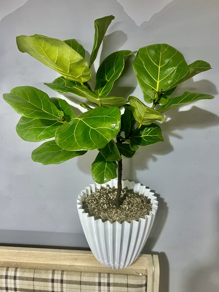 Продается фикус Лирата
