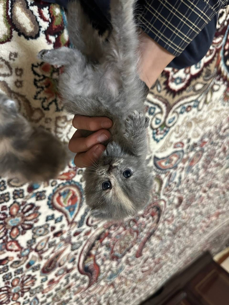 Scottish fold 1 oylik