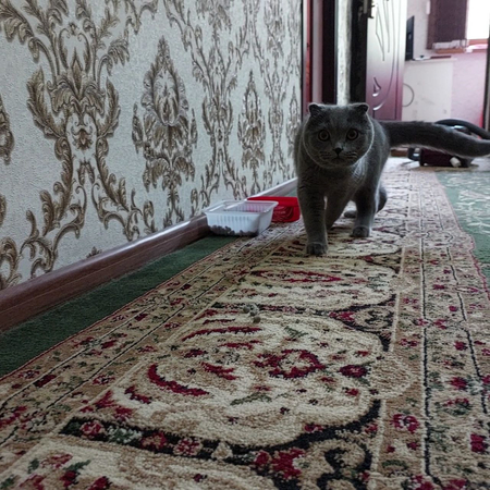 Парода Скотиш фолд
