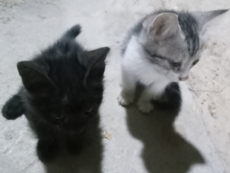 Котята. Отдам в добрые руки.