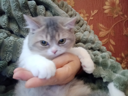 Котёнок в хорошие руки
