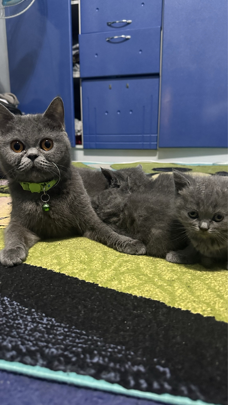 Кот британский