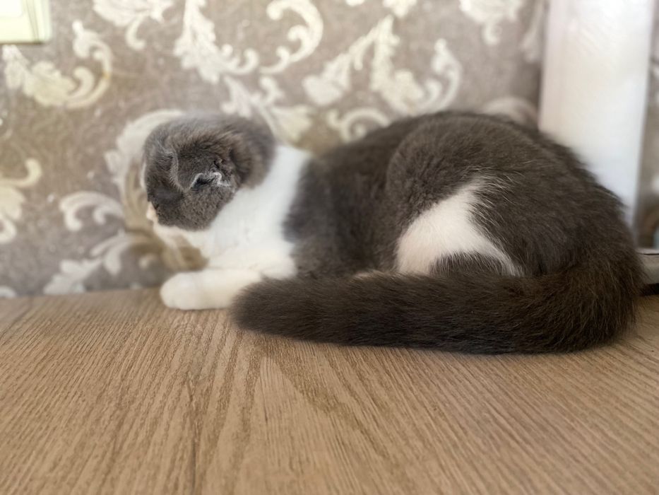 Скотиш Фолд девочка
