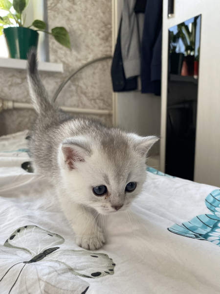 Продам британских котят!!!
