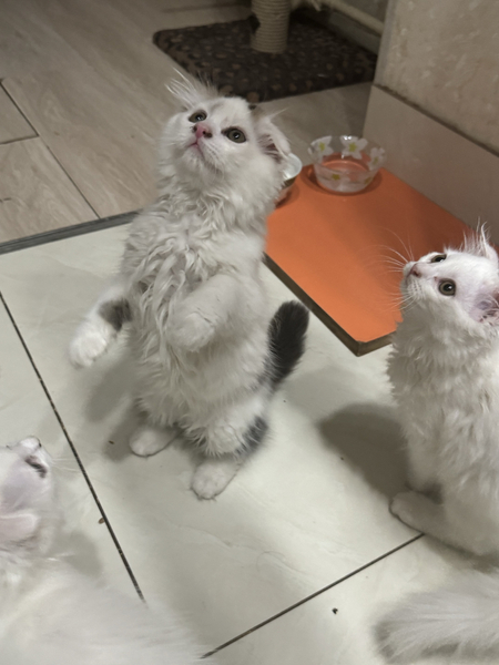 Шотландские  вислоухие котятя