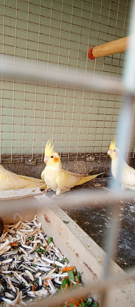 Karella lemon sotiladi