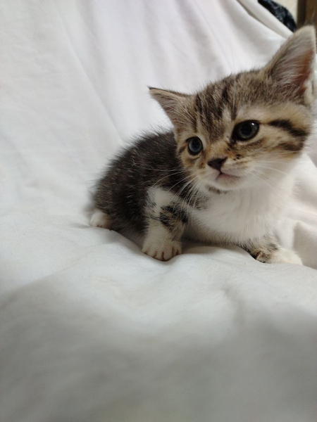 Продам котят в хорошие руки.