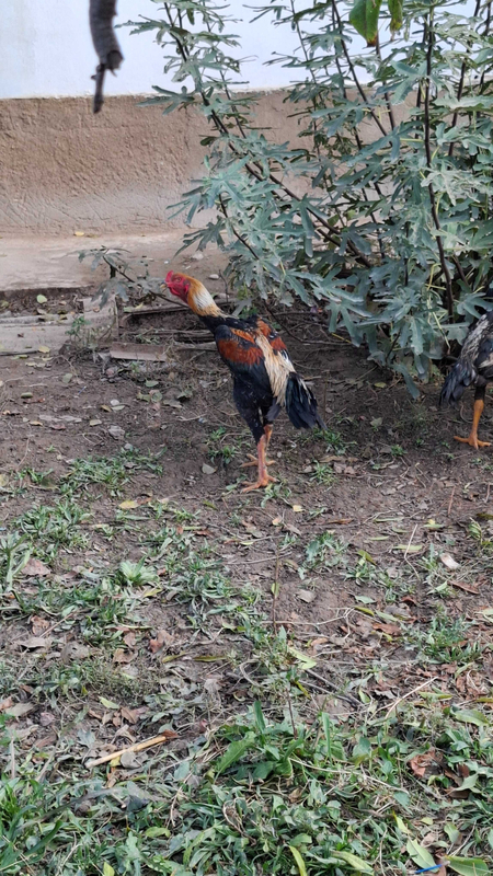 1 yosh dakan xo\\\'roz Payariqda turipti