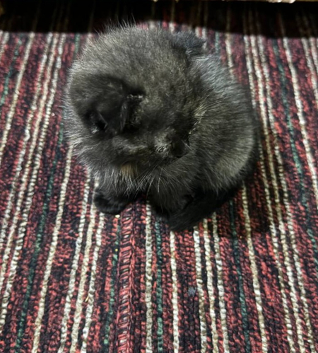 Скоттиш фолд кошка