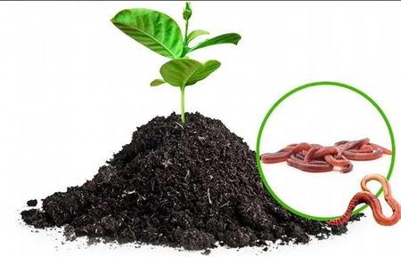 Biogomus organik moddasi